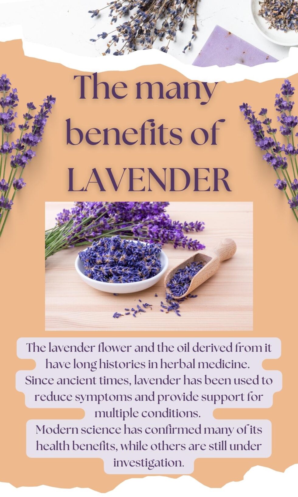 The Many Benefits of Lavender | Proper Canna Naturals